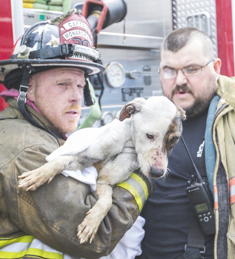 Dog rescued from Dunbar Township fire gets a second leash on life ...